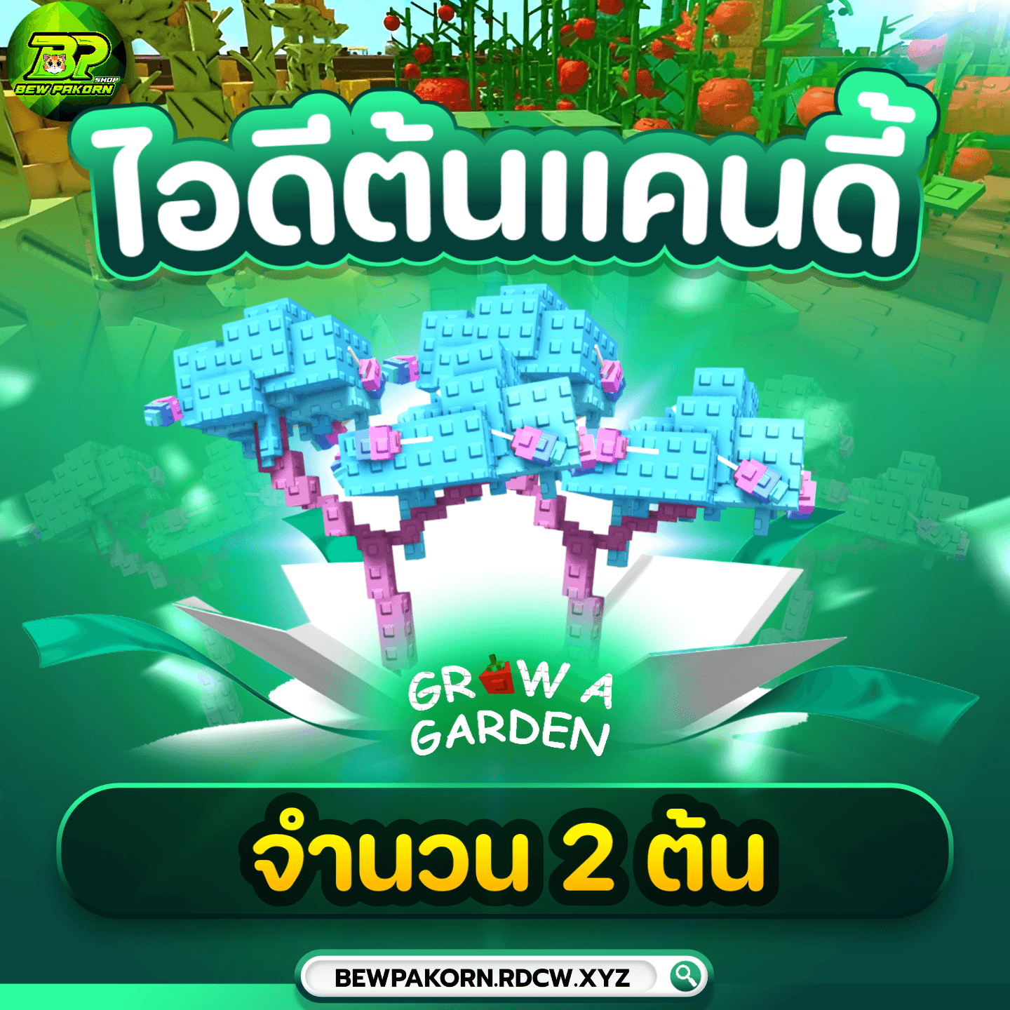 🌵 ไอดีแมวต้นแคนดี้ 2 ต้น • BewPaKorn SHOP